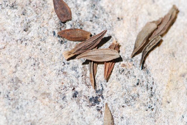 Mystery Seed of the Week 113 – Growing With Science Blog