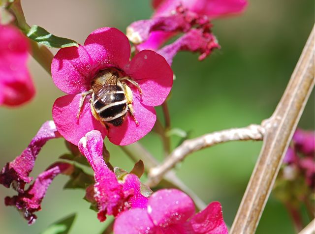 Bug of the Week: Busy Bees – Growing With Science Blog