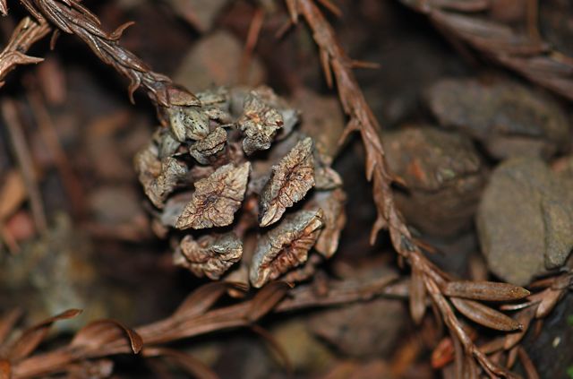 Seed of the Week: Coast Redwood – Growing With Science Blog