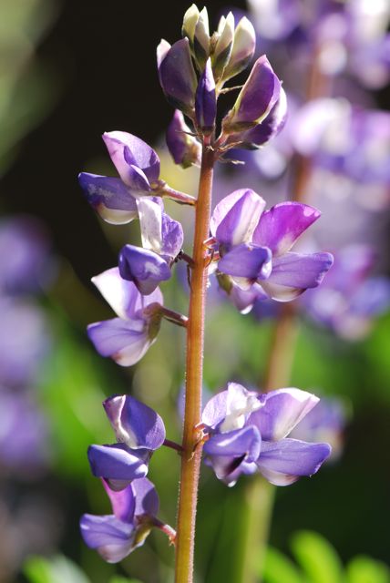 Seed of the Week: Lupines – Growing With Science Blog
