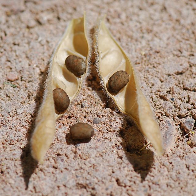 Mystery Seed of the Week 19 – Growing With Science Blog
