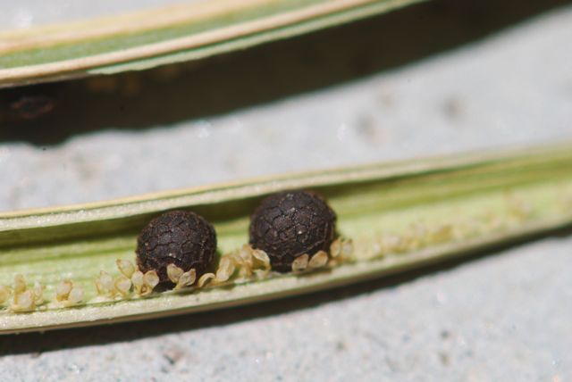 Mystery Seed of the Week 23 – Growing With Science Blog