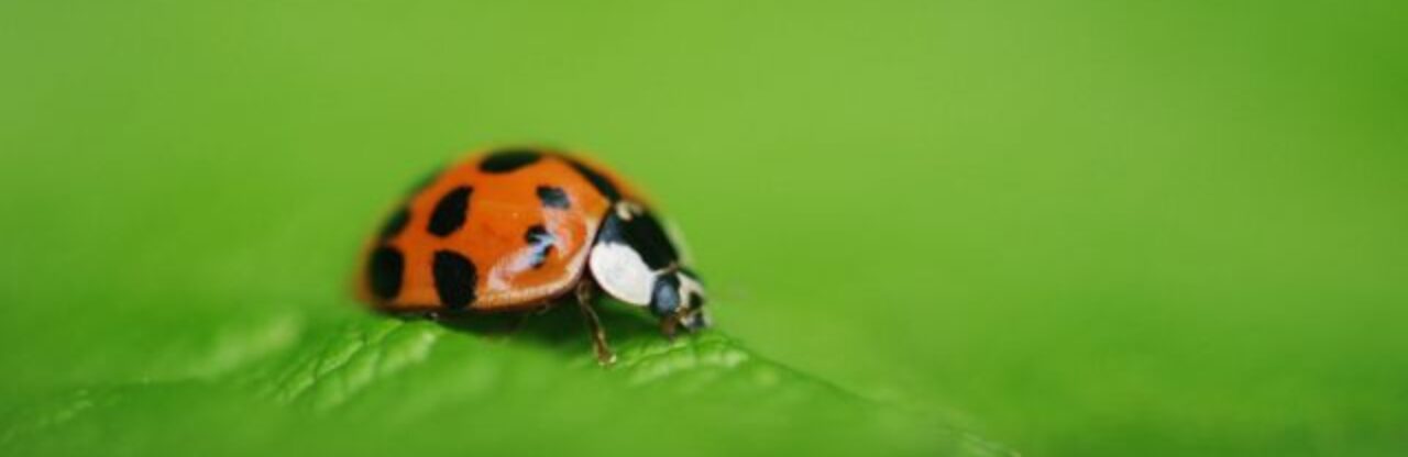 cropped-asian-multi-ladybug.jpg – Growing With Science Blog