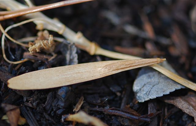 Mystery Seed of the Week 31 – Growing With Science Blog