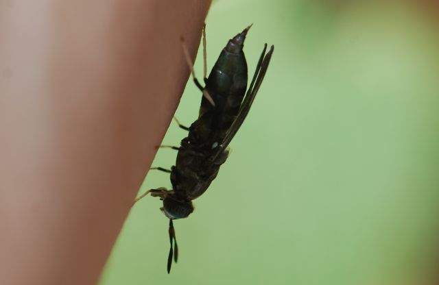 Bug of the Week: Black Soldier Fly – Growing With Science Blog
