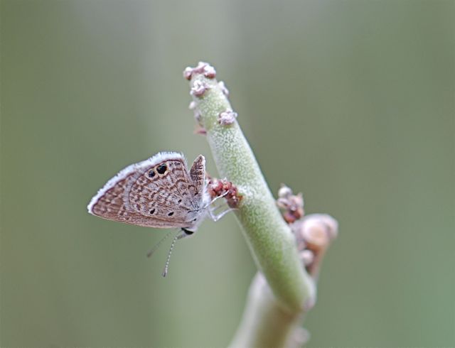 Bug of the Week: Blue Butterfly – Growing With Science Blog