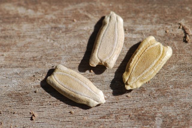 Seed of the Week: Birdhouse Gourds – Growing With Science Blog