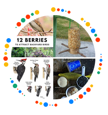 Weekend Science Fun: Observing Backyard Birds – Growing With Science Blog