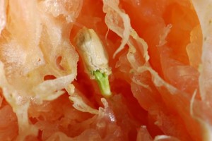 Seeds Sprouting Inside Tomato – Growing With Science Blog