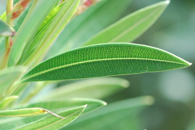 Plant Science Inside The Plant Growing With Science Blog