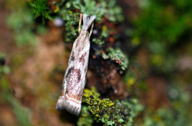 curled-moth-SC_0102 – Growing With Science Blog
