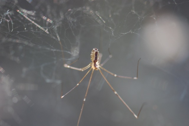 cellar-spider-209 – Growing With Science Blog